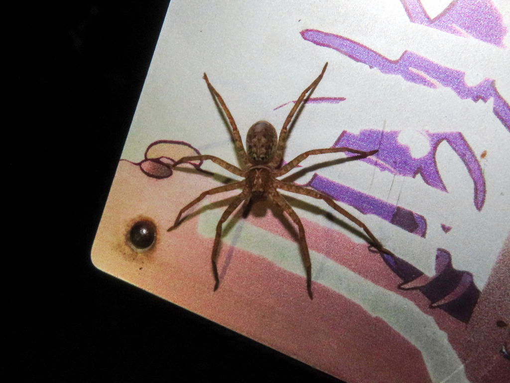 Giant Huntsman Spiders from Cape Tribulation QLD 4873, Australia on ...