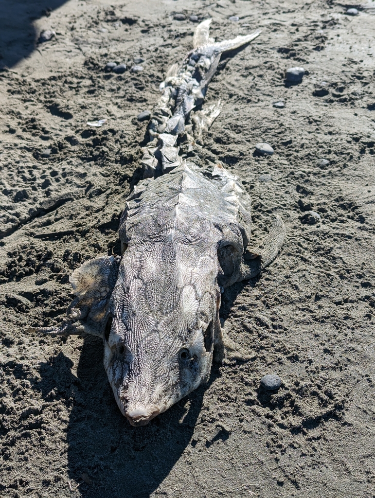 Green Sturgeon in November 2022 by Ephraim · iNaturalist