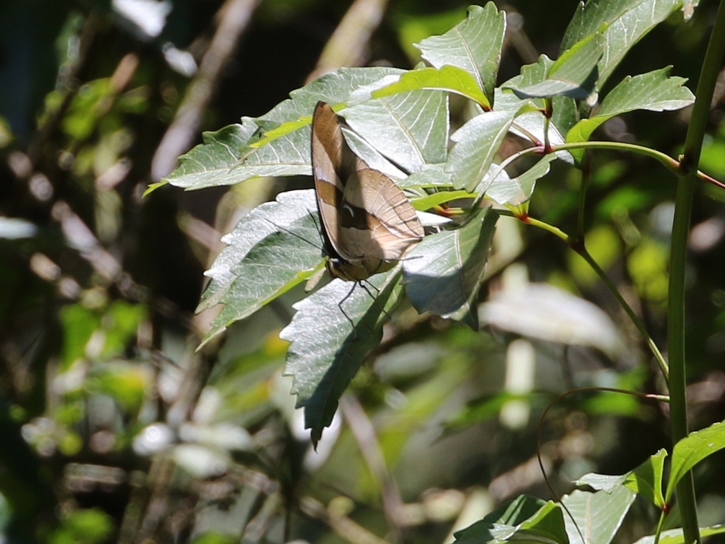 Archaeoprepona chalciope from Ribeirão Grande - São Paulo, 18315-000 ...