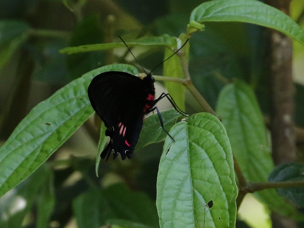 Parides tros from Ribeirão Grande - São Paulo, 18315-000, Brazília on ...