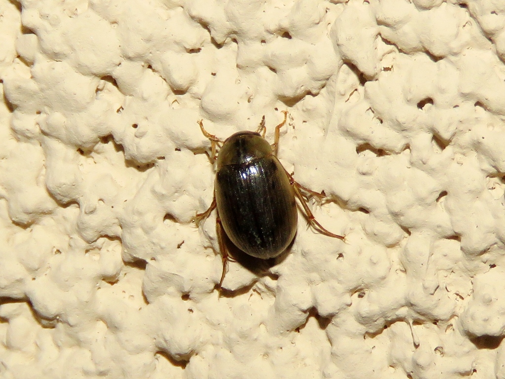 Berosus from Havre De Grace, MD 21078, USA on July 23, 2018 at 10:23 PM ...