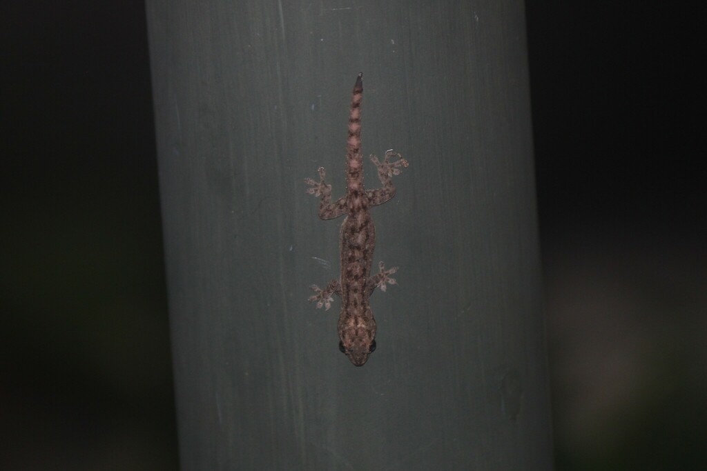 House Geckos from Ahuano, Ecuador on November 4, 2022 at 08:29 PM by ...