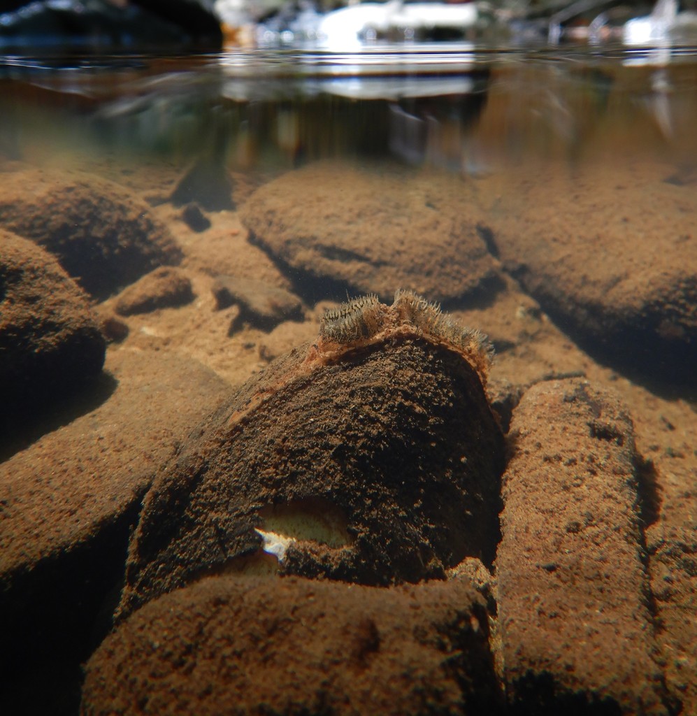 Rough Fatmucket in September 2018 by Helen A. Czech. Likely Lampsilis ...