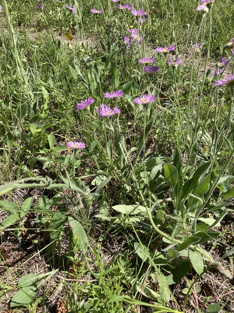 Smooth fleabane from Kananaskis, AB T0L, Canada on July 12, 2022 at 02: ...