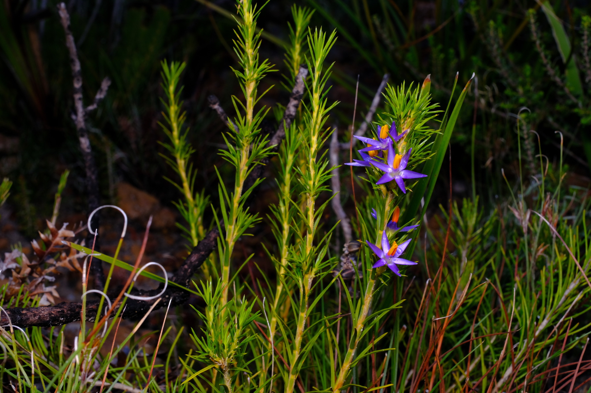 Calectasia narragara R.L.Barrett & K.W.Dixon