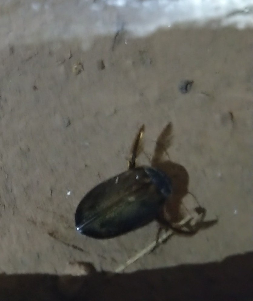 Meladema lanio (Madeira Käfer) · iNaturalist