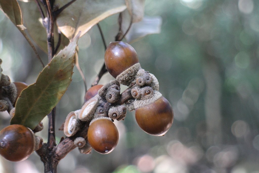 Lithocarpus brevicaudatus - plant details - WorldFloraDB