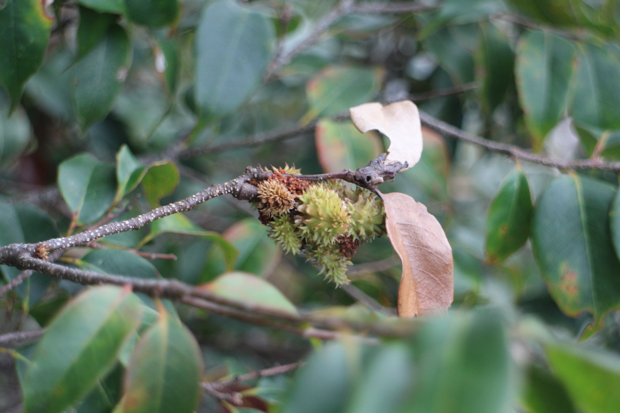 Castanopsis eyrei (Champ. ex Benth.) Hutch.