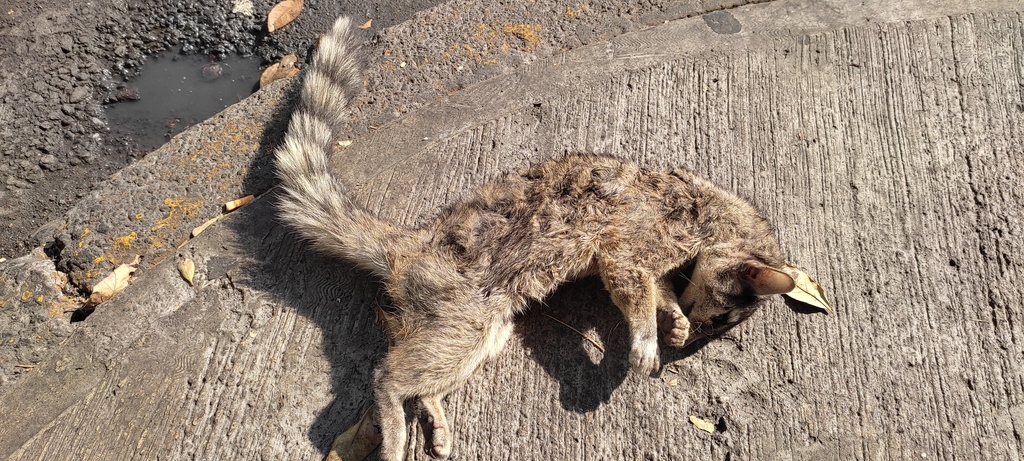 Ringtail from Los Padres, Ciudad de México, CDMX, México on November 16 ...