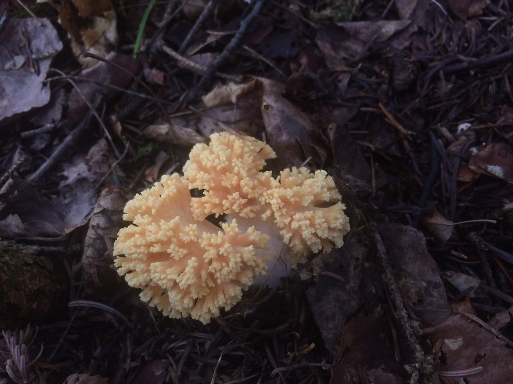 Goat's Beard from Silver Bay, Silver Bay, MN, US on September 05, 2018 ...