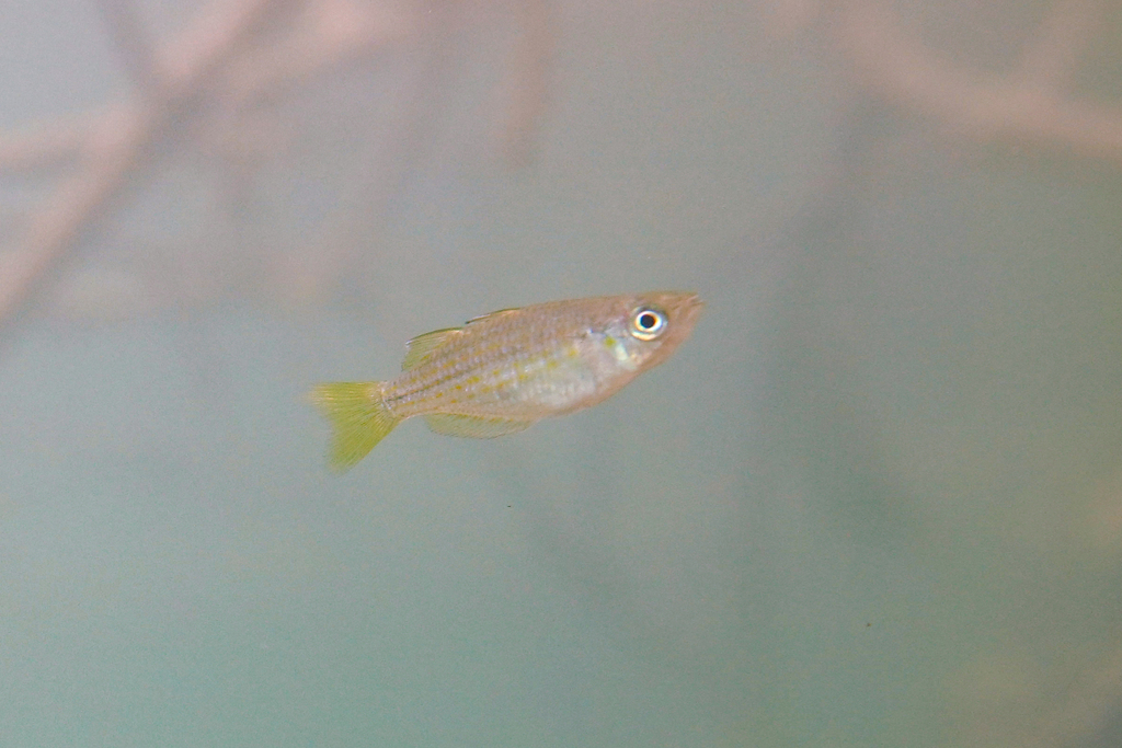 Desert Rainbowfish (Melanotaenia splendida tatei) - Marine Life ...