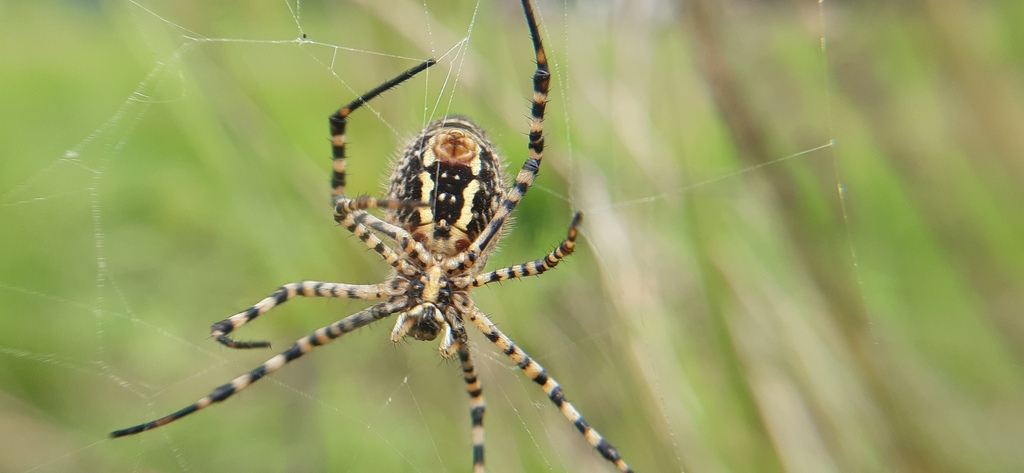 Banded Garden Spider from Quito, Pichincha, Ecuador on November 16 ...