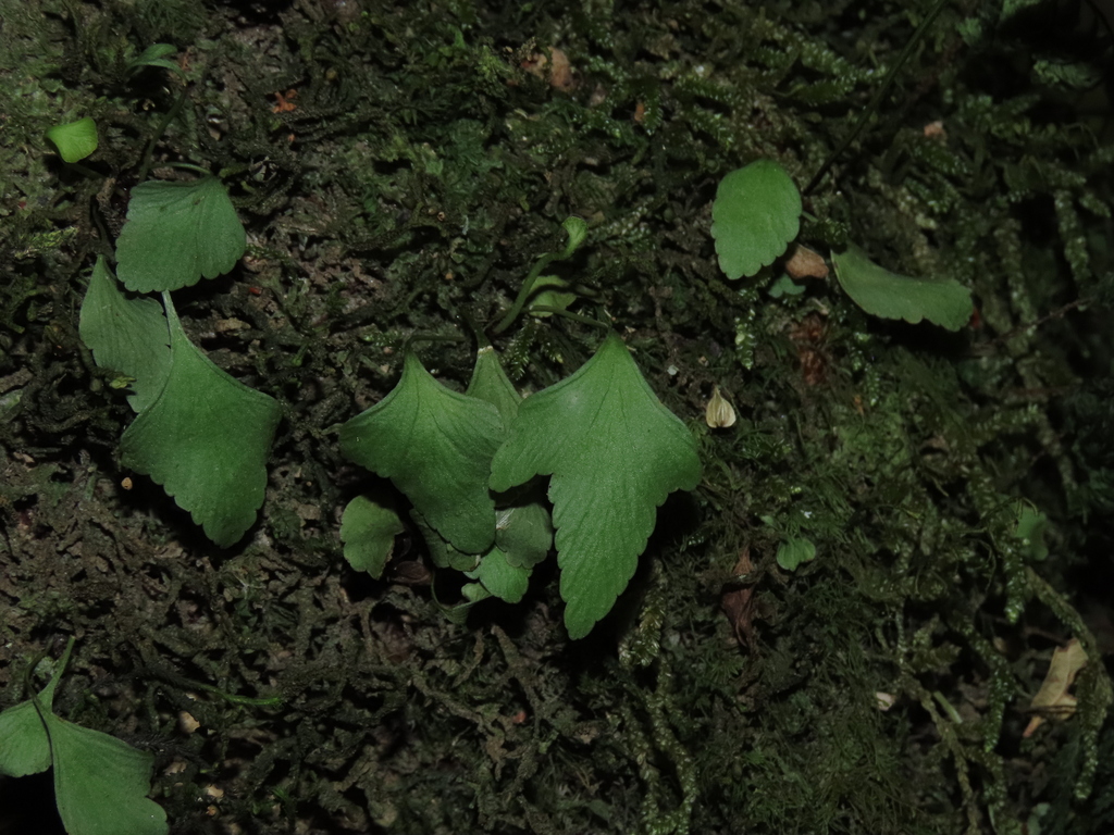 Asplenium trilobum desde Palena, Los Lagos, Chile el 18 de febrero de ...