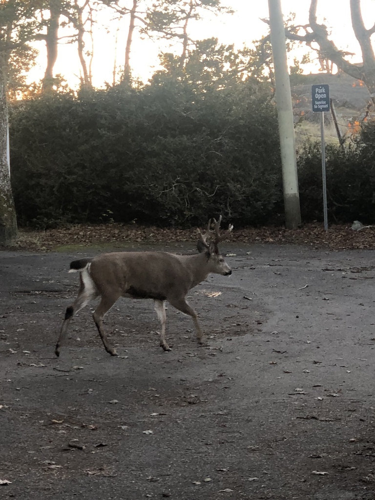 Columbian Black-tailed Deer from Gonzales Hill Regional Park, Victoria ...