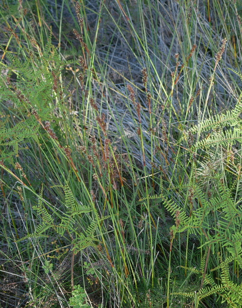 Common Twig Rush from Tākaka, New Zealand on November 05, 2022 at 05:44 ...