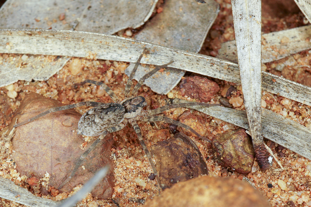 Prowling Spiders from White Mountains, Flinders, Queensland, Australia ...