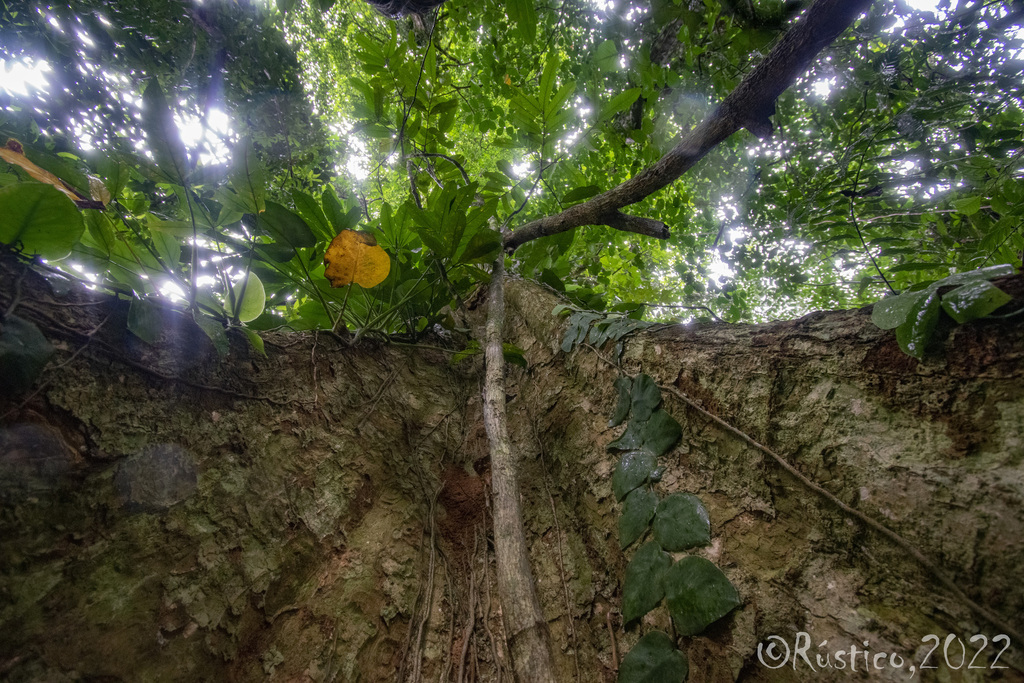 American muskwood from Santa María Chimalapa, Oax., México on August 31 ...