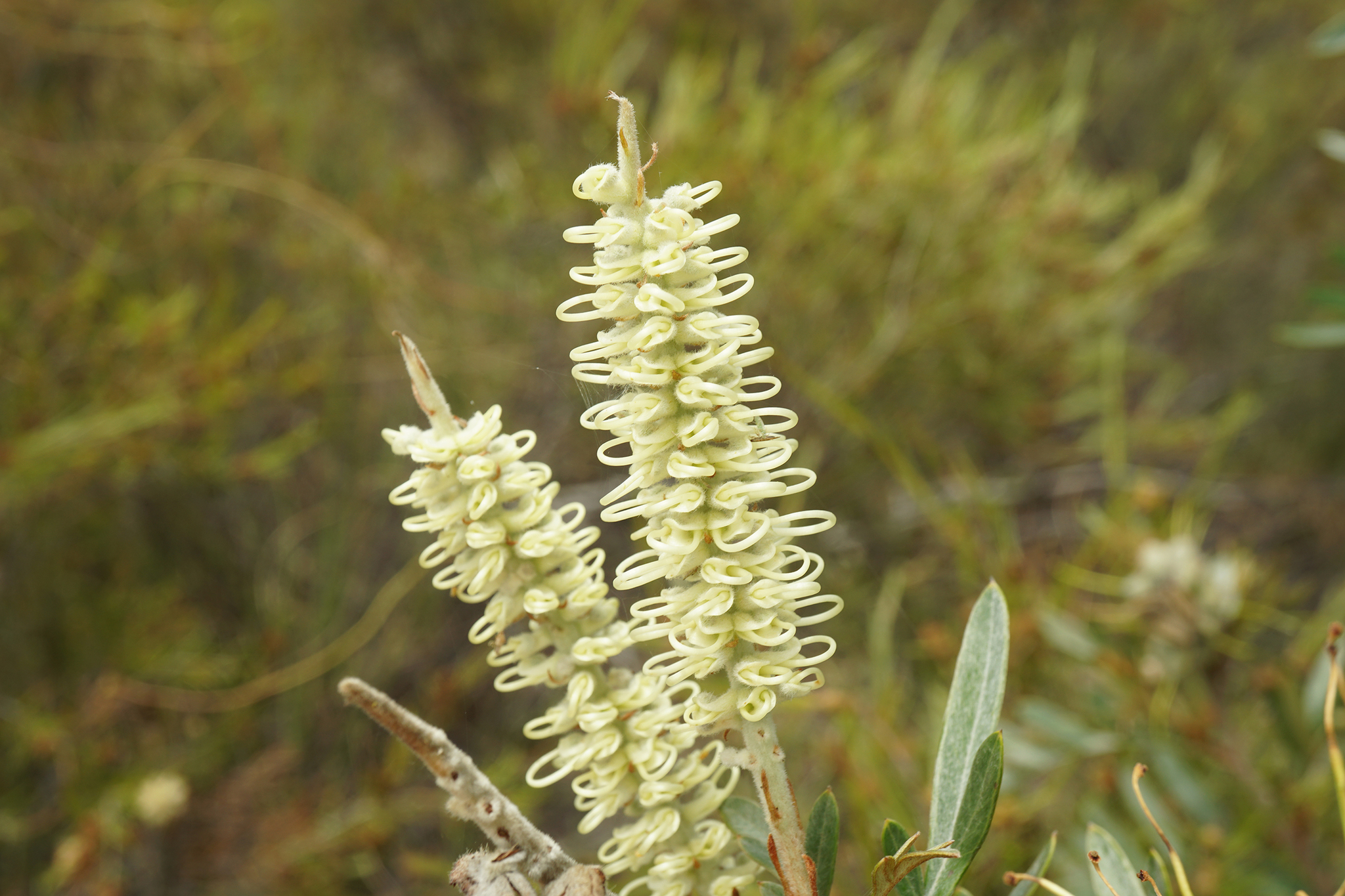 Grevillea sessilis C.T.White & Francis