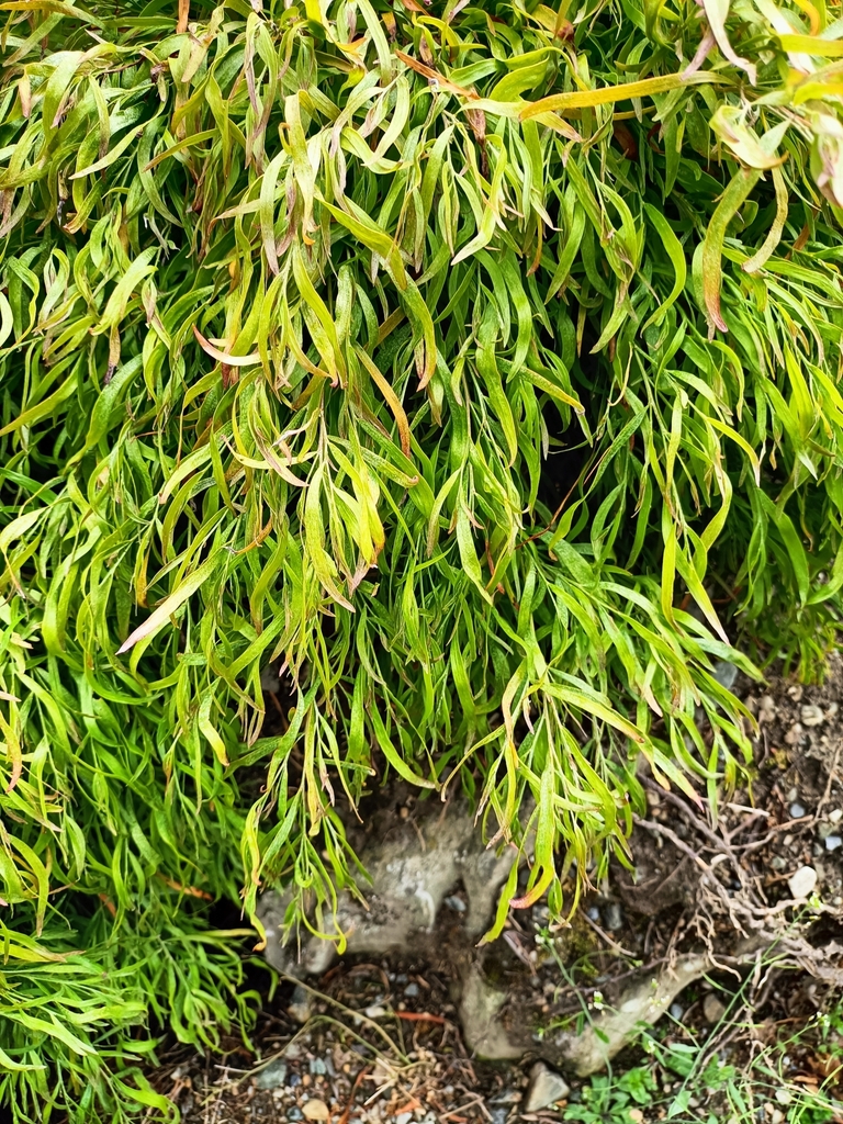 Western Australian Peppermint from Queenstown, New Zealand on November ...