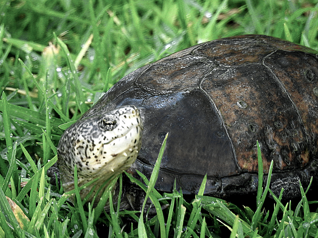 Mexican Mud Turtle from San Luis, S.L.P., México on October 29, 2022 at ...