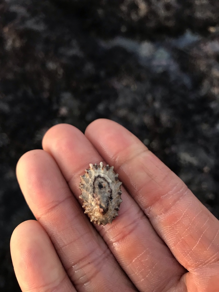 True Limpets from San Mateo, Golden Gate National Recreation Area ...