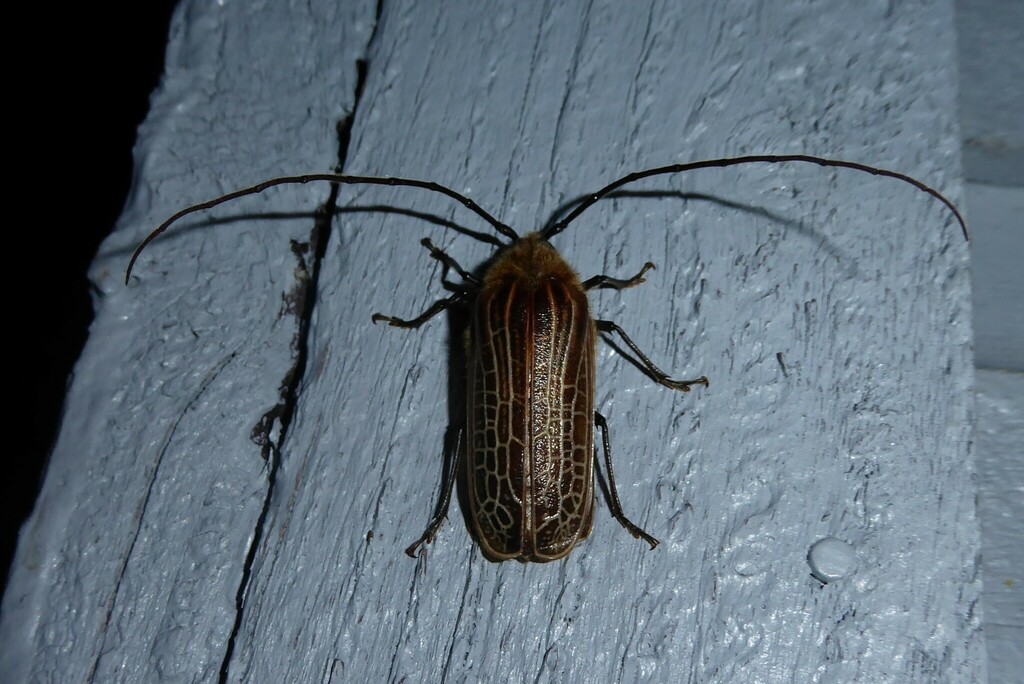 Huhu from Waikouaiti, New Zealand on November 15, 2022 at 09:20 PM by ...