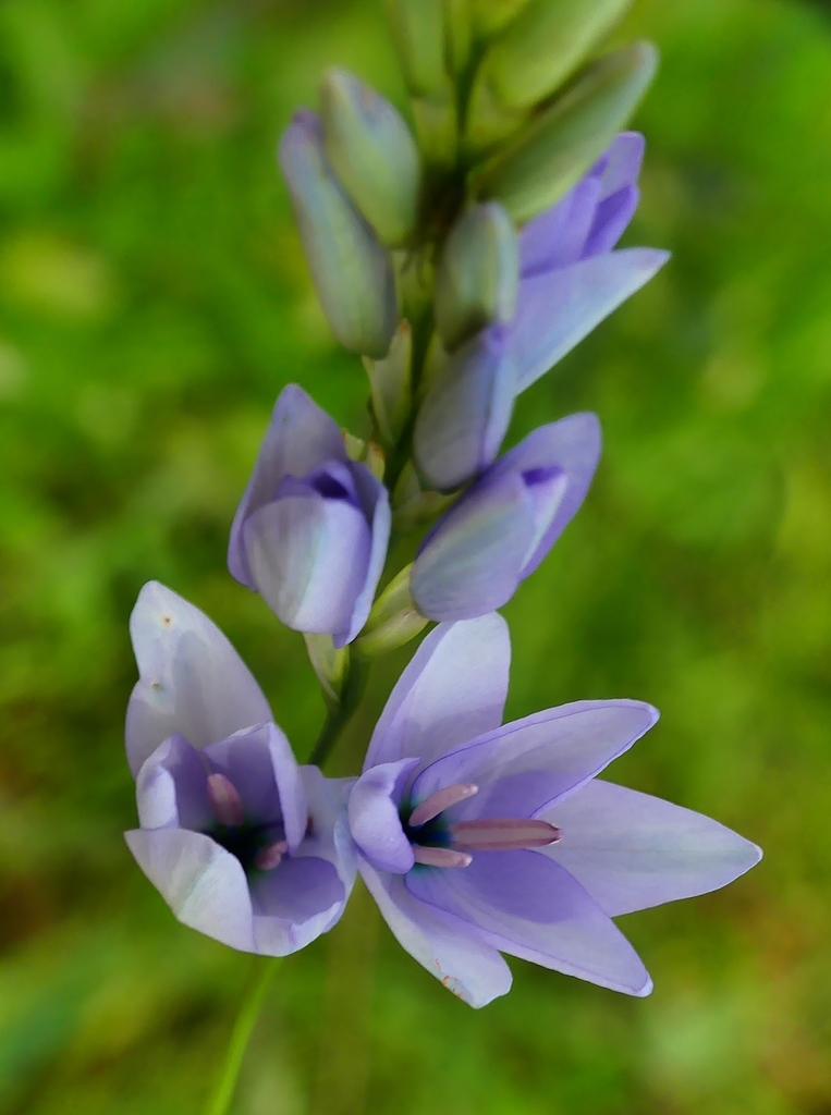 Corn lilies from Belair SA 5052, Australia on November 17, 2022 at 11:09 AM by Marianne Broug ...