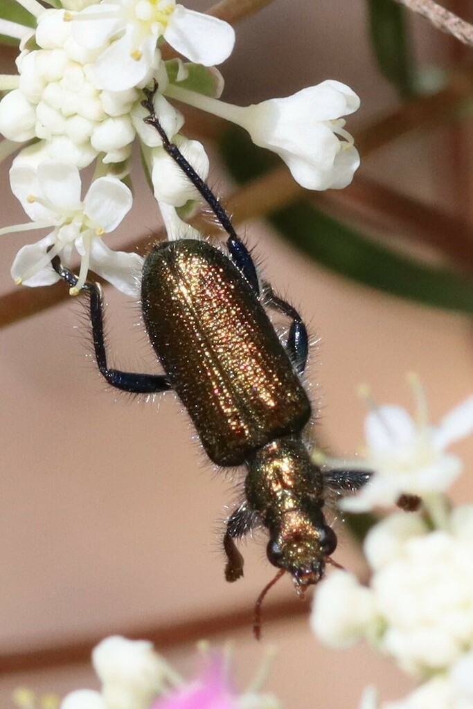 Phlogistus from Blue Mountains NSW, Australia on October 30, 2022 at 12 ...