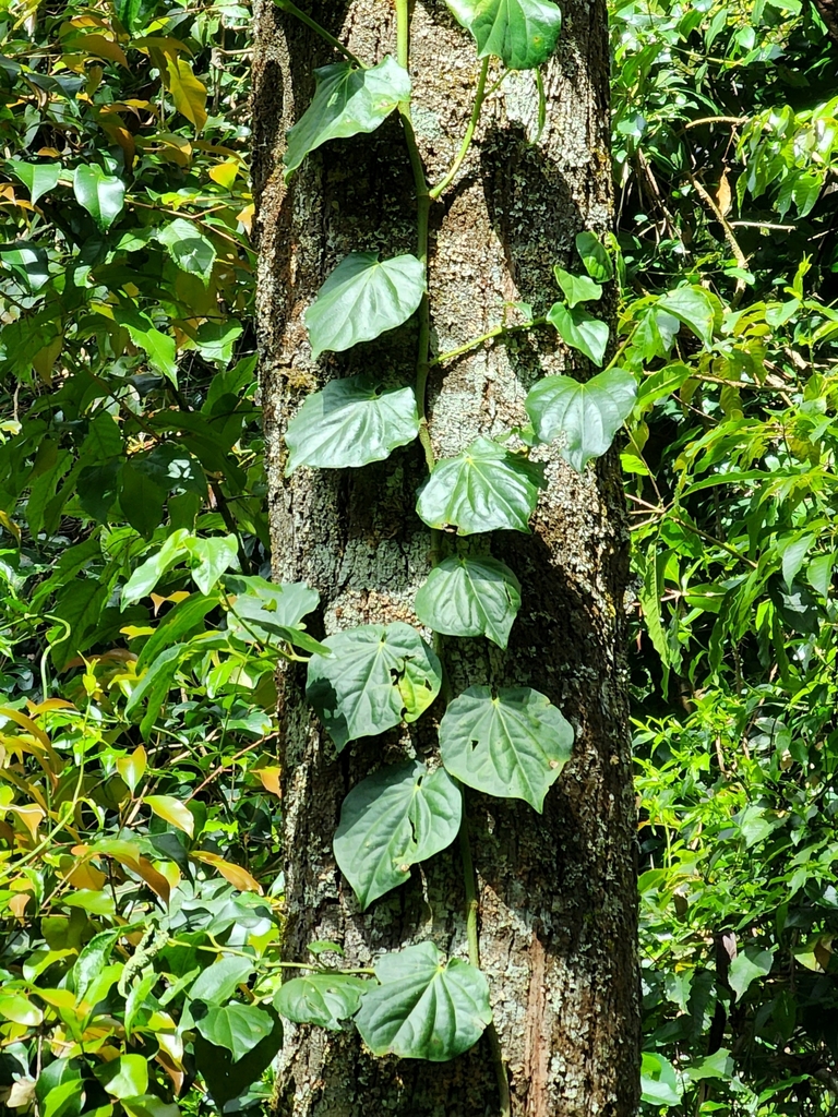 Australian Pepper Vine from Beaumont NSW 2577, Australia on November 17 ...