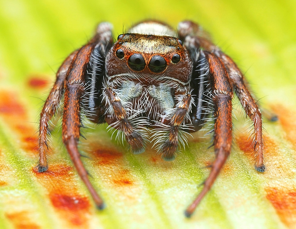 Cyclops Jumping Spider from Kaeo, New Zealand on October 30, 2022 at 04 ...