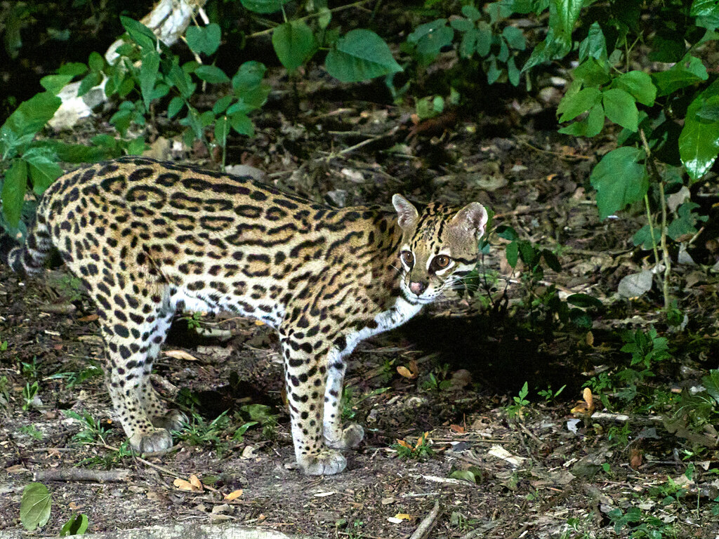 South American Ocelot from Estr. Transpantaneira, 66 - Zona Rural ...