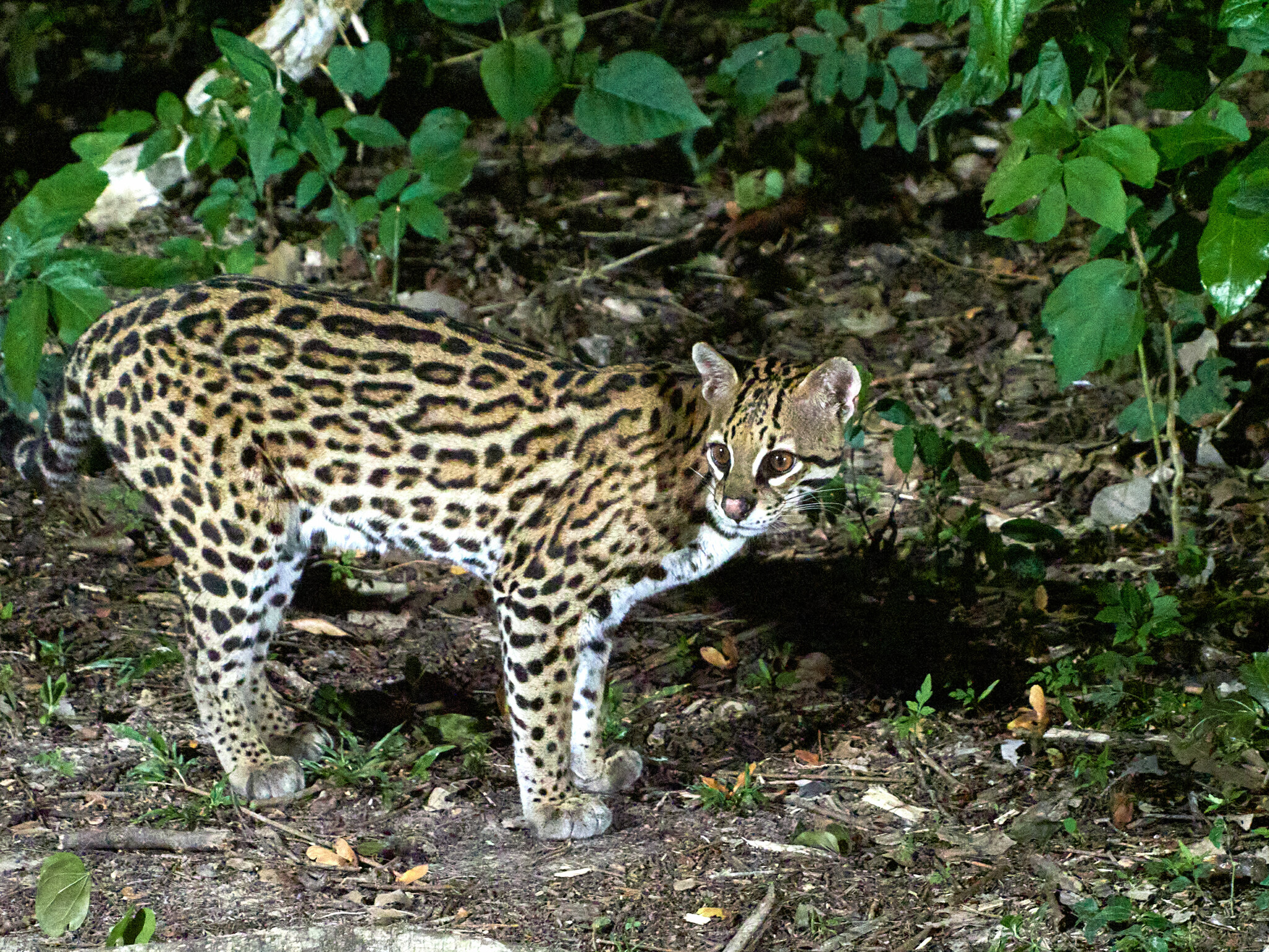 Leopardus pardalis mitis (F.G.Cuvier, 1820)