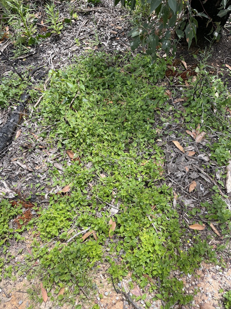 Orange Bell-climber from Yankalilla, South Australia, Australia on ...