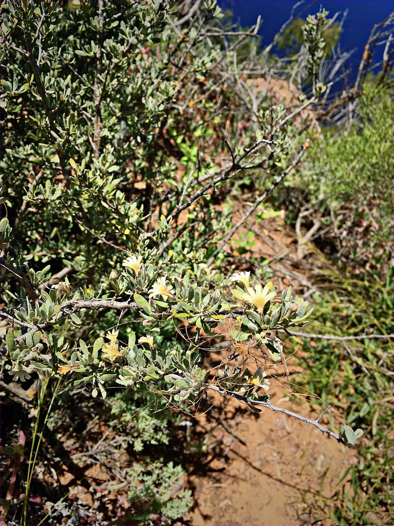 Spiny Fan-flower in November 2022 by cinclosoma · iNaturalist