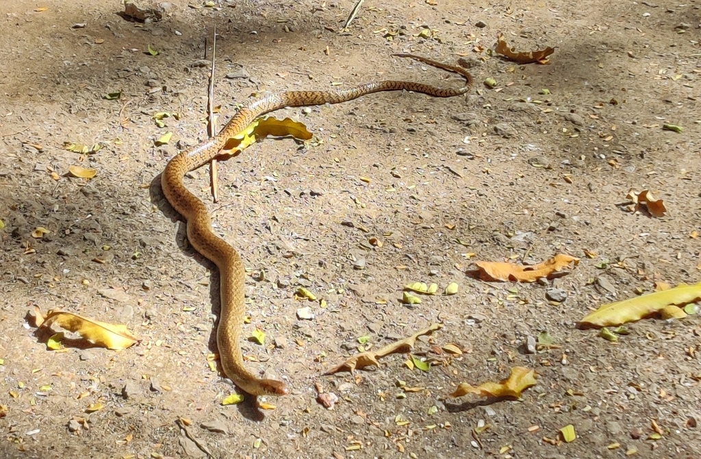Oriental Rat Snake from Jekegram , Thane, J K Gram, Thane West, Thane ...