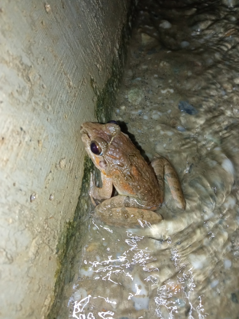 Crab-eating Frog from Kamba, Kec. Pamona Tim., Kabupaten Poso, Sulawesi ...