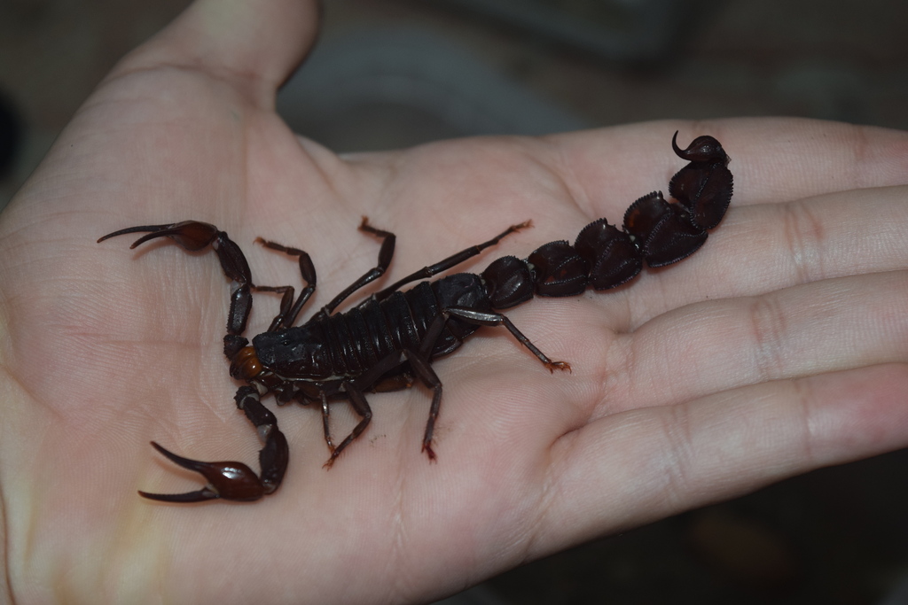 Arabian fat-tailed scorpion from Hormozgan Province, Iran on October 5 ...