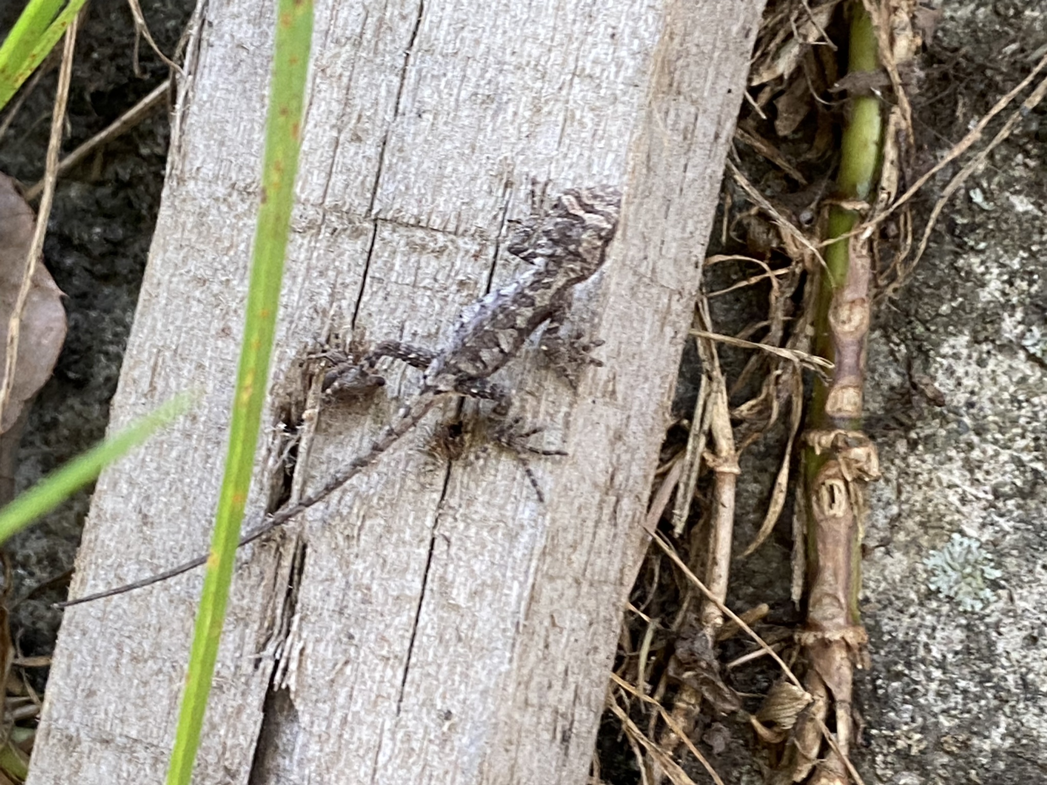 Diploderma brevipes (Gressitt, 1936)