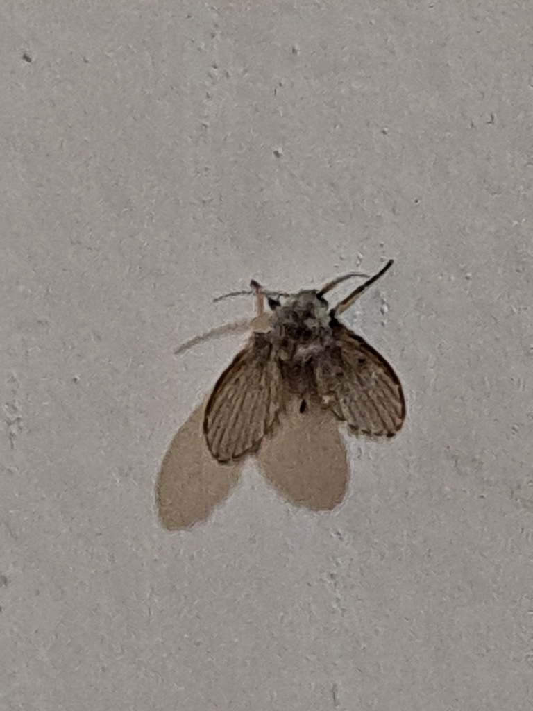 Moth Flies and Sand Flies from Newstead, New Zealand on November 17 ...