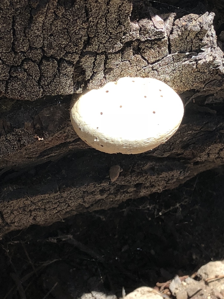 Veiled Polypore from 760 Rawhide Dr, Tahoe City, CA, US on September 05 ...