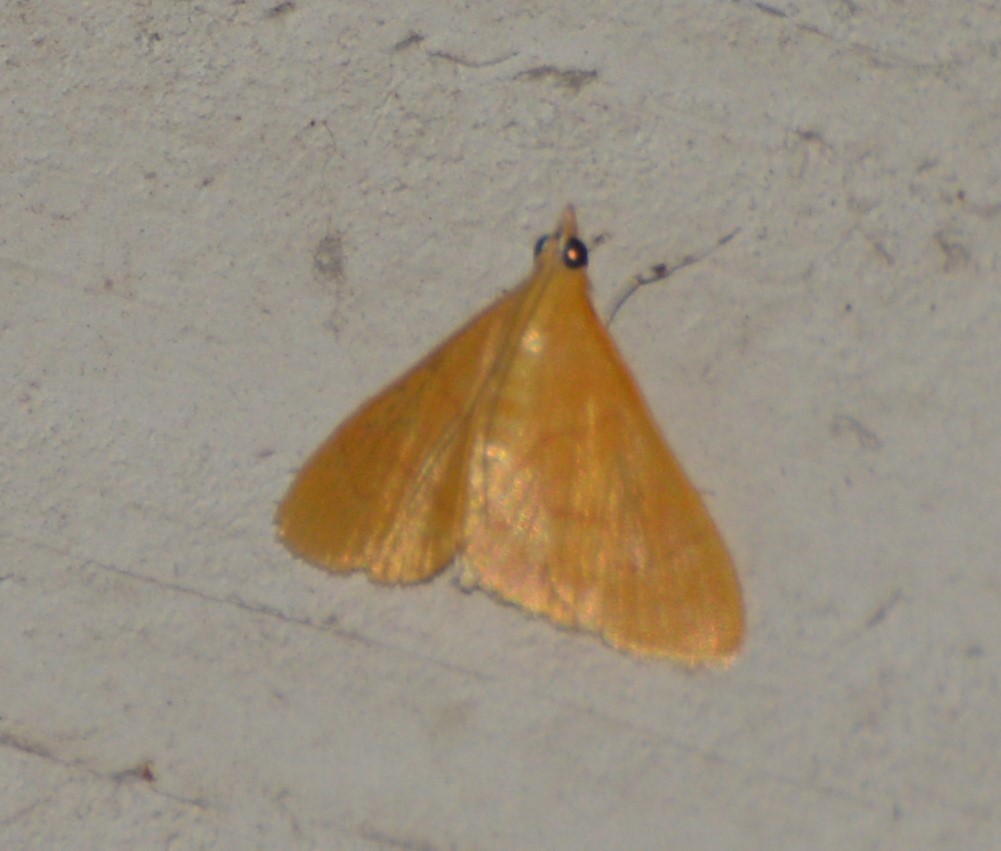 Pyrausta aurea from Goliad County, TX, USA on September 04, 2018 at 09: ...