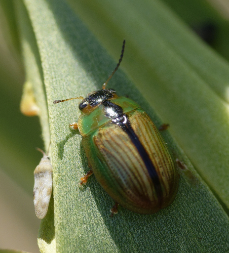 Peltoschema scaphula · iNaturalist
