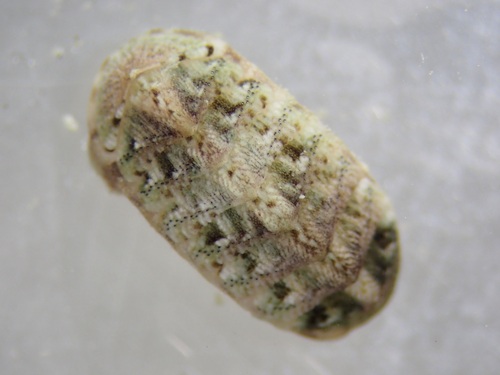Lucilina nigropunctata · iNaturalist