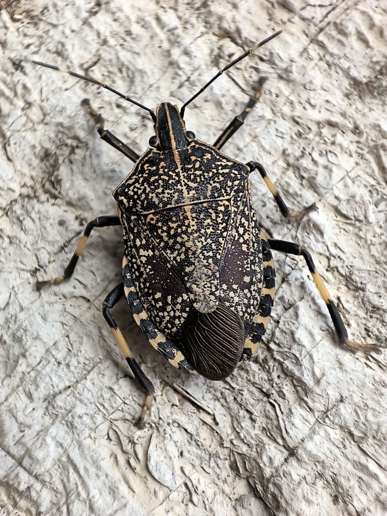 Yellow-spotted Stink Bug from Zibo, CN-SD, CN on November 17, 2022 by ...
