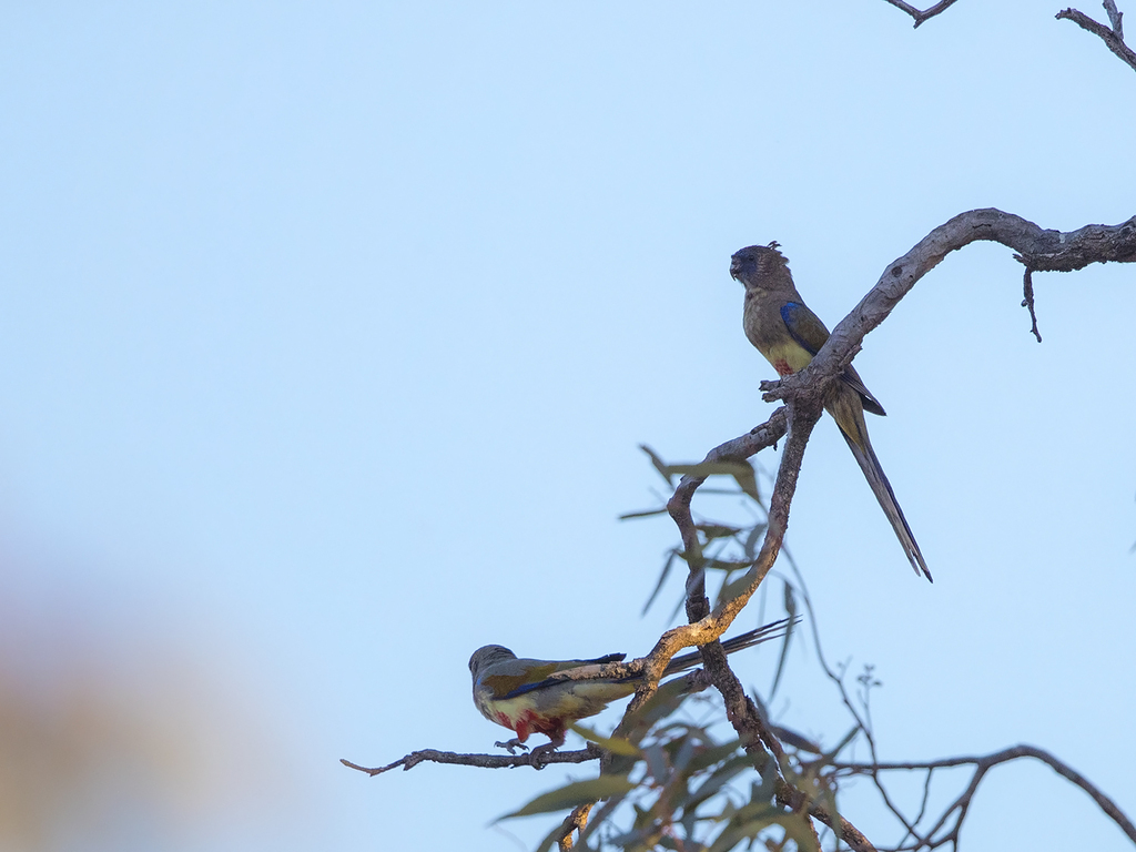 Red-vented Bluebonnet from Wanganella NSW 2710, Australia on September ...