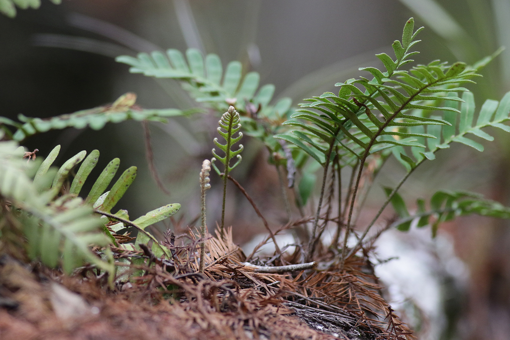 resurrection fern (Magnolia Plantation and Gardens Wildlife Guide ...