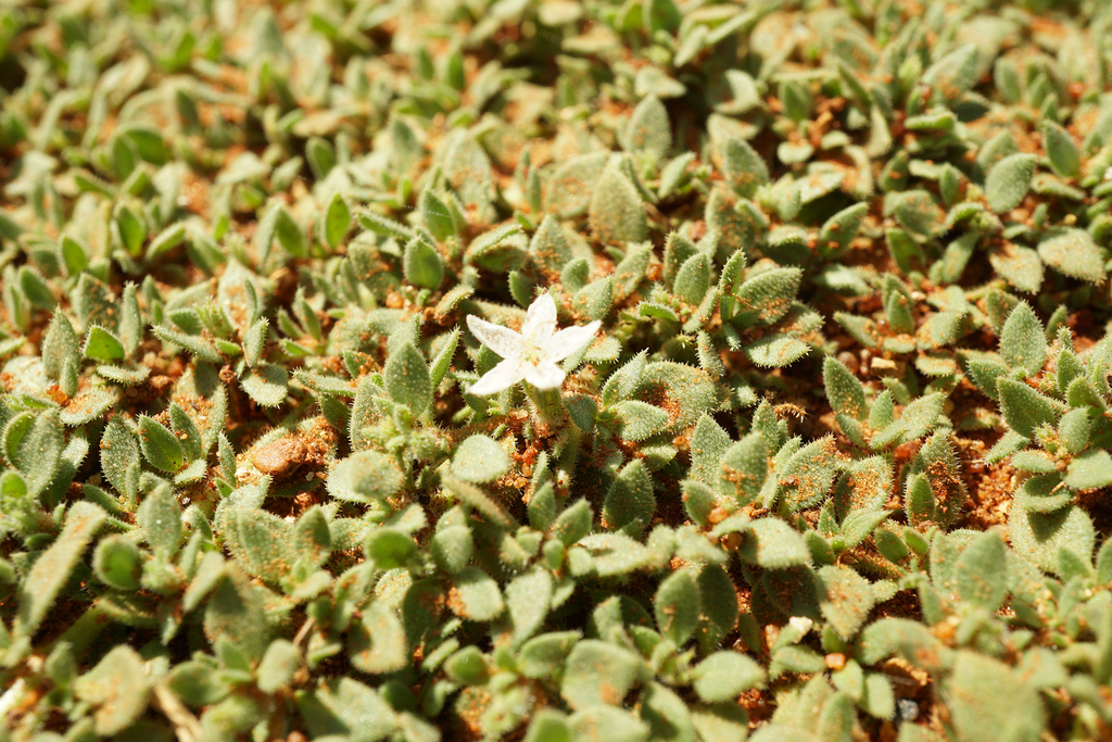 Dentella asperata from Davenport Range, Tennant Creek - Bal, Northern ...