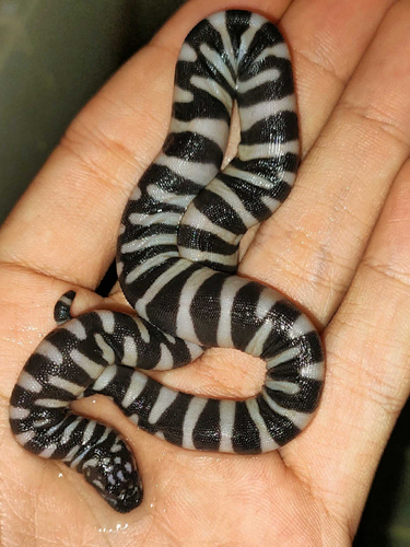 Aquatic File Snakes (Acrochordidae) - Snakes and Lizards