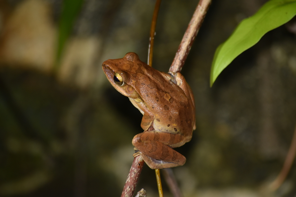 Sulawesi Tree Frog from Wakatobi Regency, South East Sulawesi ...