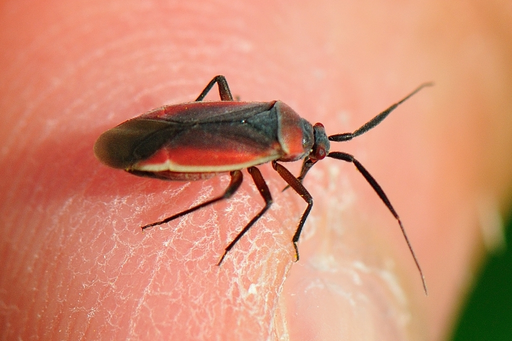 Lopidea Instabilis From Richmond Hill ON Canada On August 31 2018 At Lopidea Instabilis From Richmond Hill ON Canada On August 31 2018 At